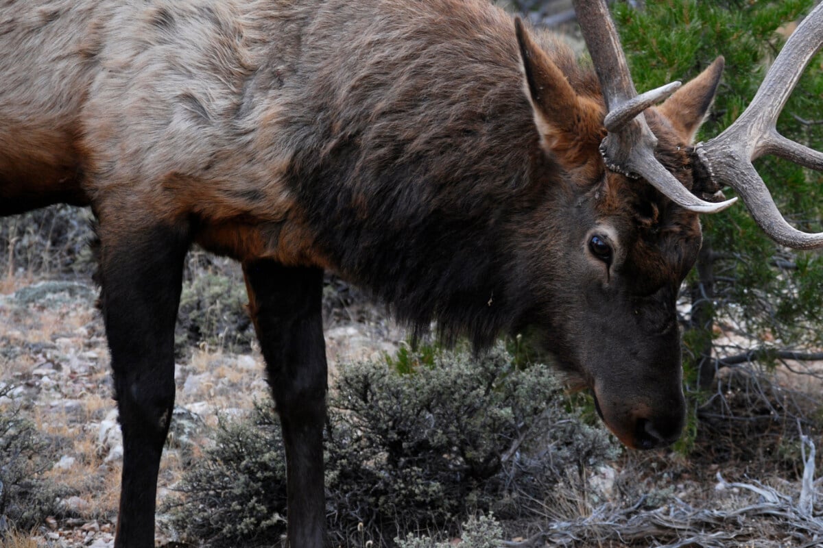 Frau stirbt nach Elch-Angriff: Wollte sie das Tier füttern?