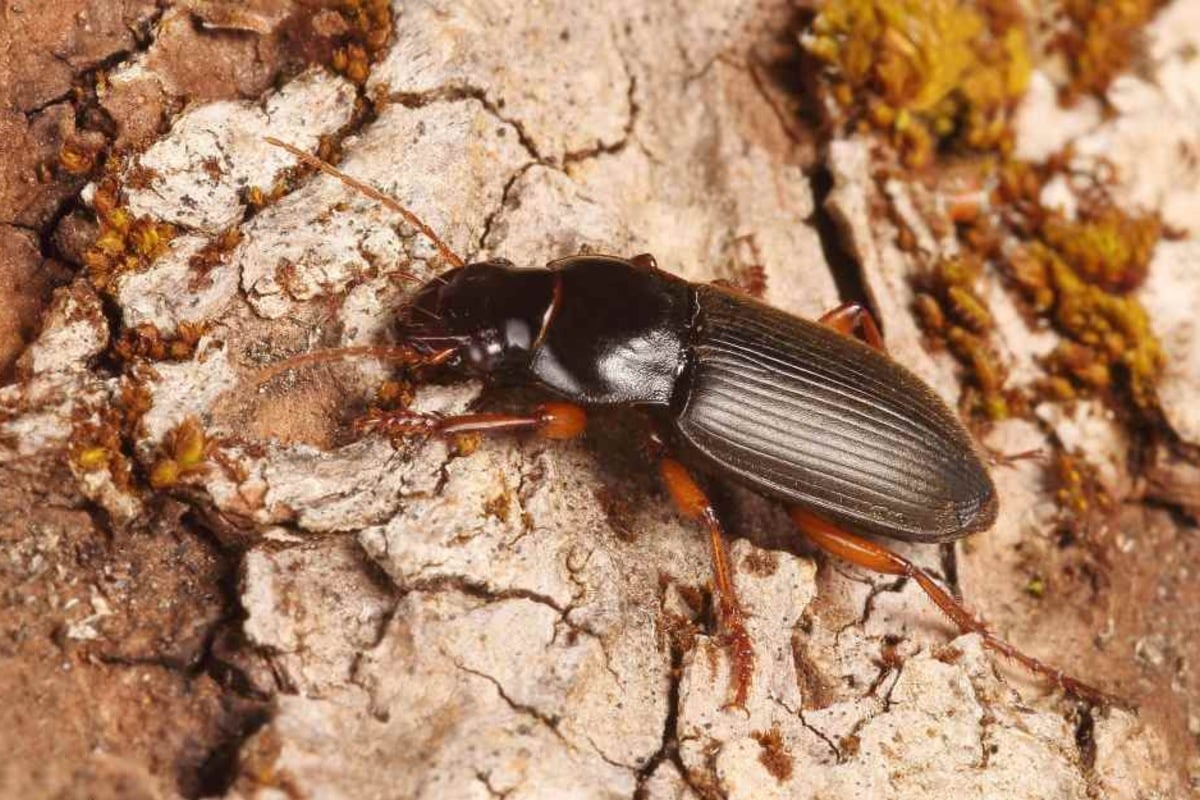 "Tausende und Abertausende": Stinkekäfer plagen Sachsen