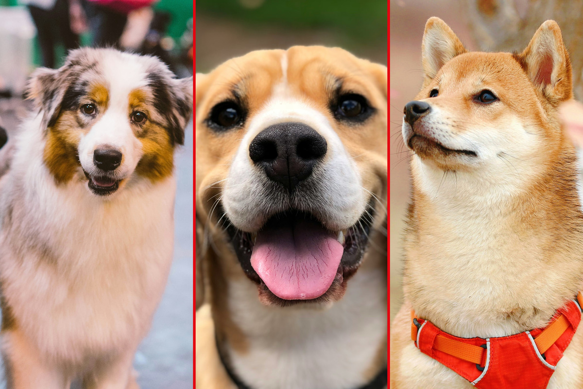 What are the healthiest dog breeds in the world? Top 10