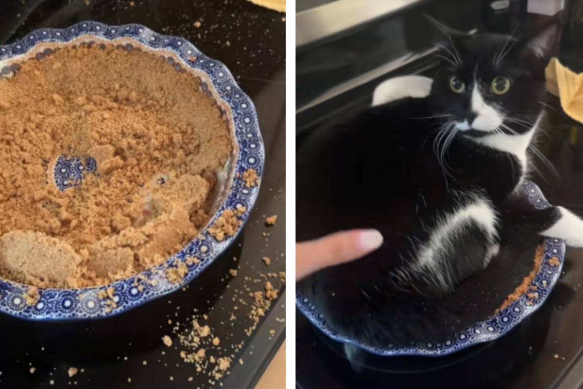 "Cutie pie" cat picks the silliest place for her new bed in hysterical ...