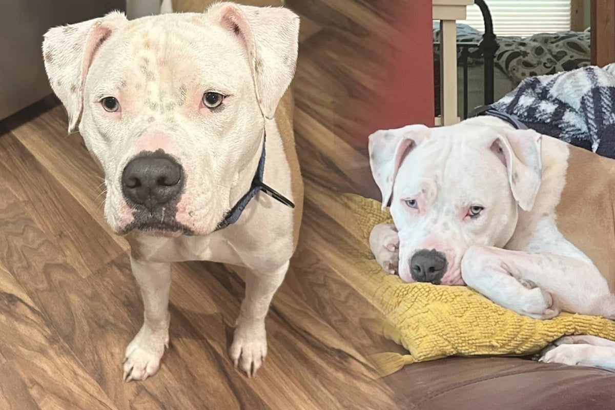 Familie denkt, sie haben Streuner-Mischling adoptiert: DNA-Test deckt ...