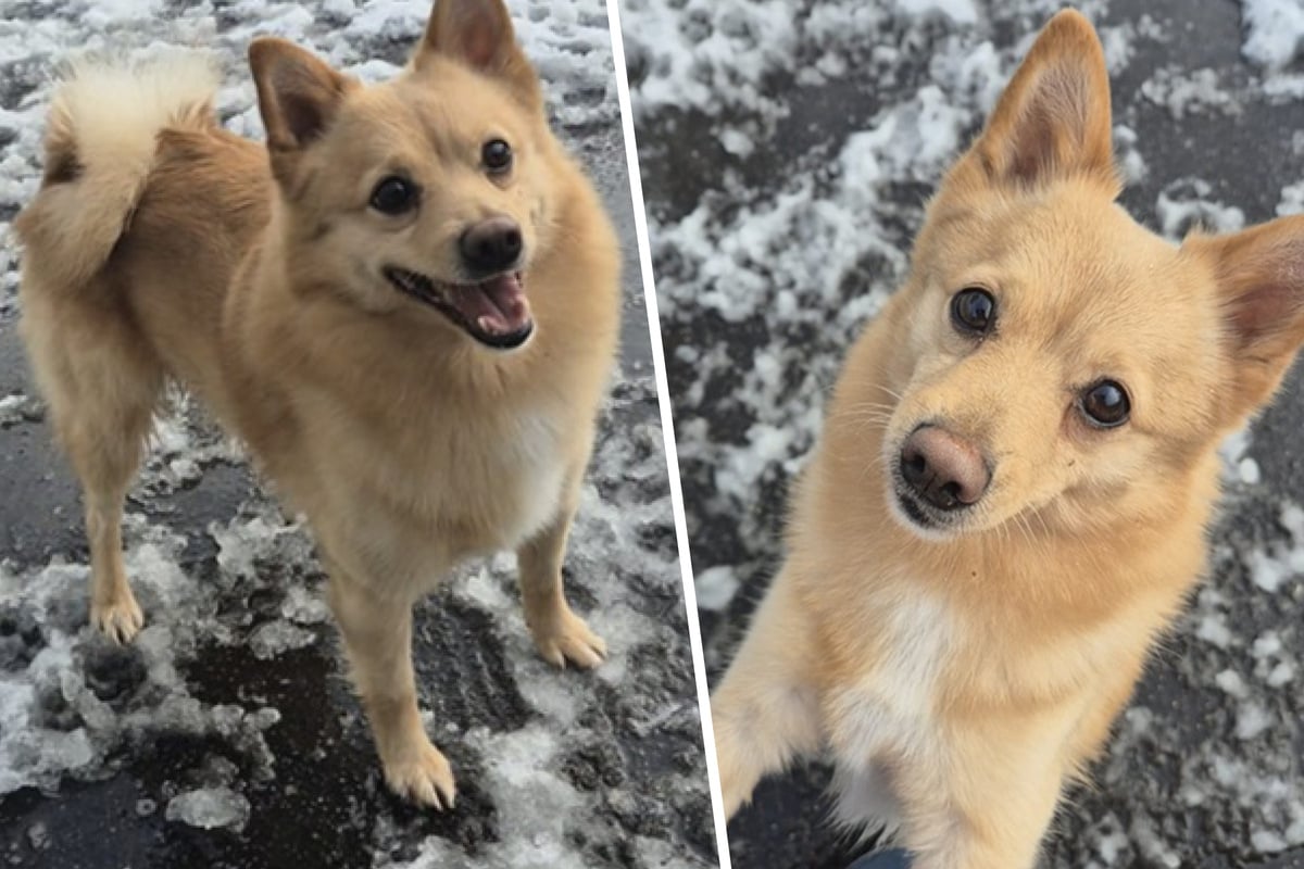 Er durfte nicht mit umziehen: Mischlingsrüde Chico leidet und hofft auf ...