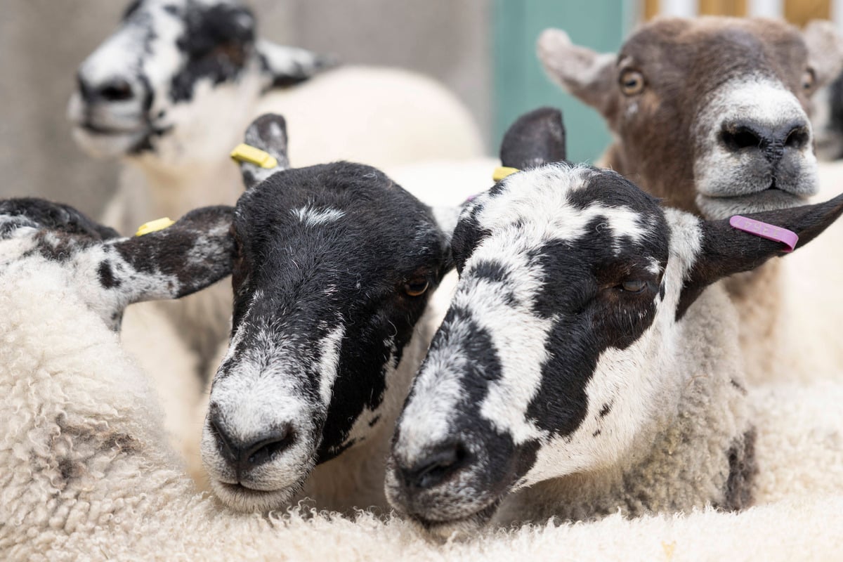 Hungry sheep eat more than 200 pounds of cannabis and begin acting ...