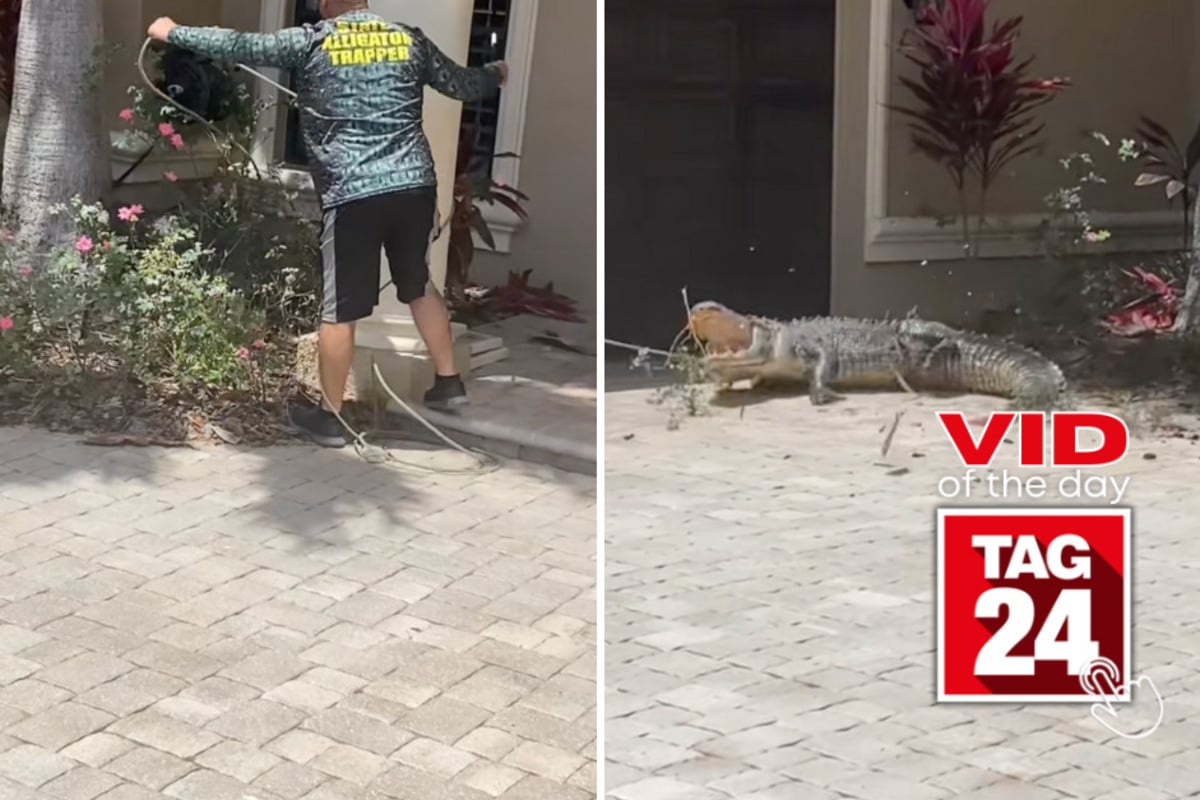 Viral Video of the Day for September 27, 2023: Alligator trapper scores ...