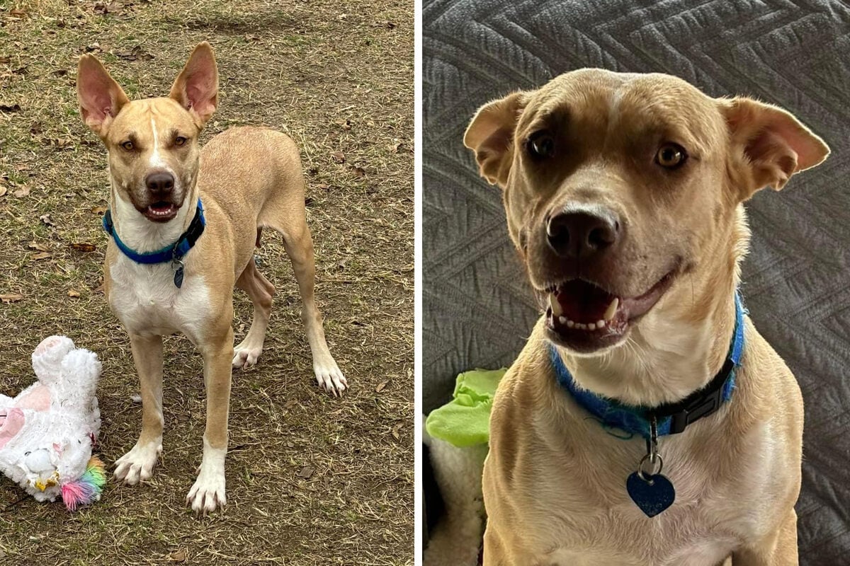 Mama dog tragically gets left behind after her pups find forever homes