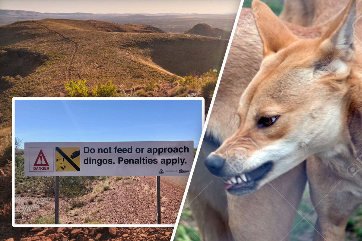 Problem-Dingo greift Zweijährigen auf Campingplatz an und verletzt ihn ...