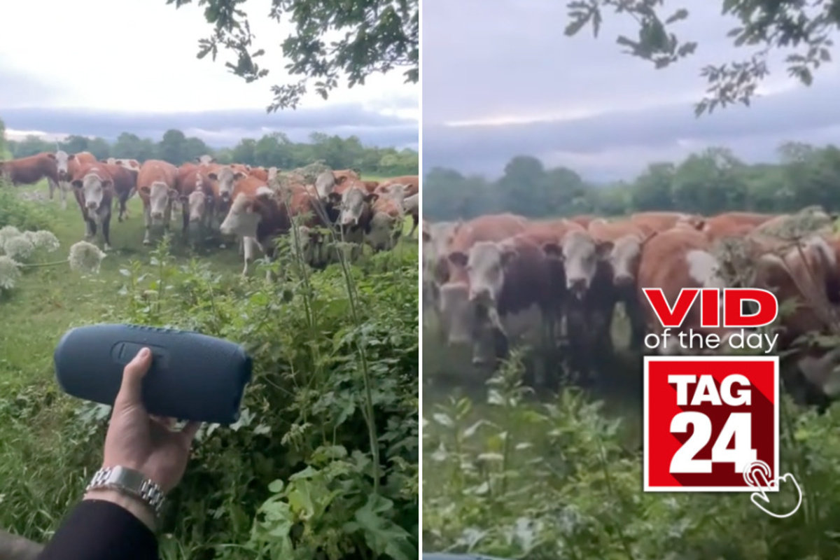 Viral Video of the Day for June 18, 2025: Man lures cows with help of ...