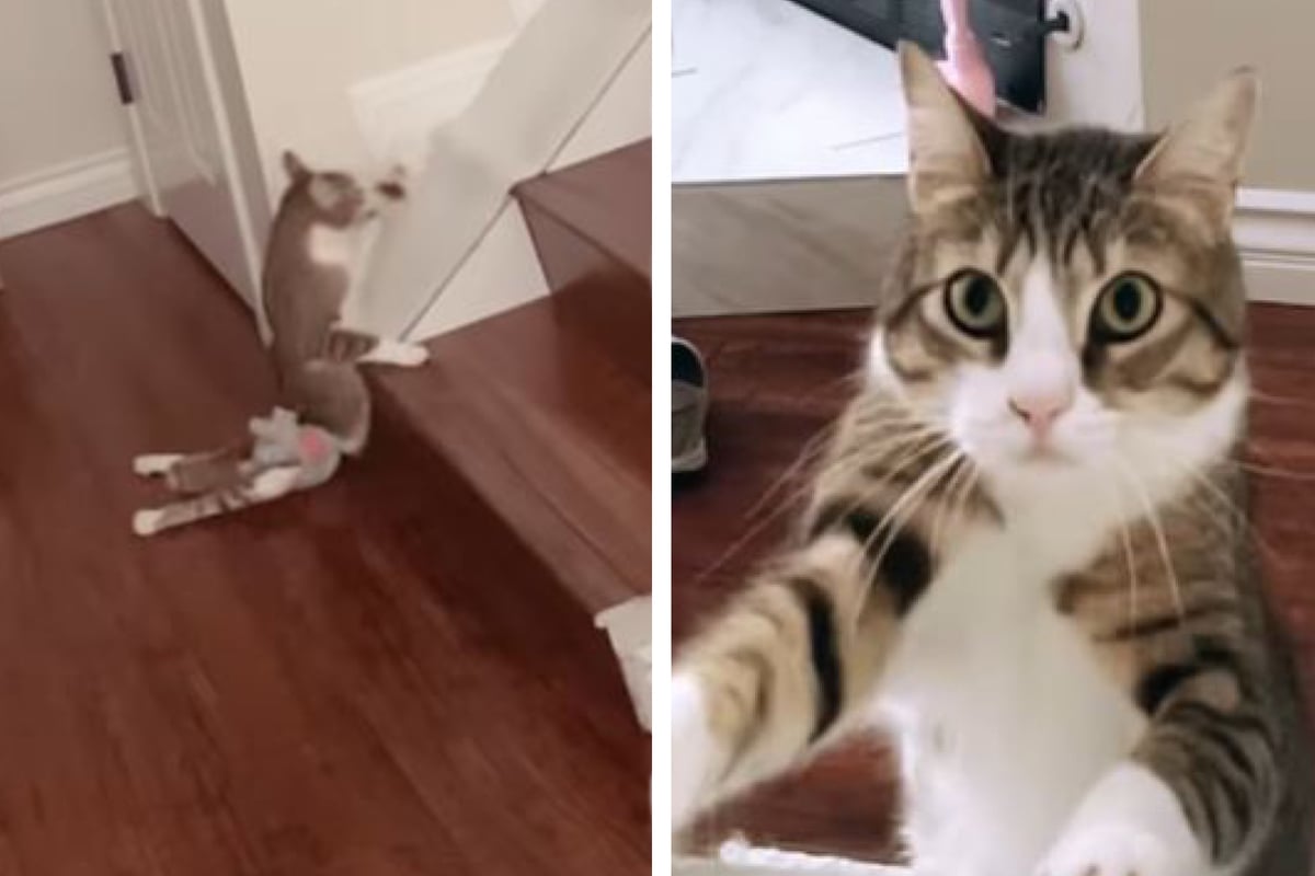 Disabled cat wows the internet one race through the house at a time