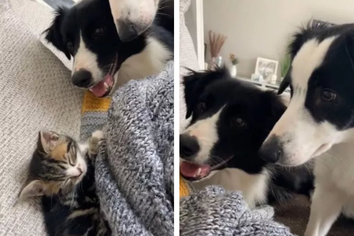Dogs' reaction to new kitten leaves the internet swooning!