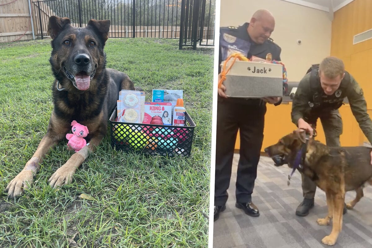 Police dog honored with a Purple Heart after being shot on duty!