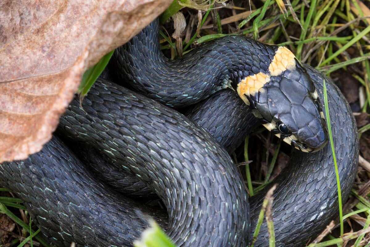 Einheimische in Sorge! Schlangen-Alarm mitten in europäischer ...