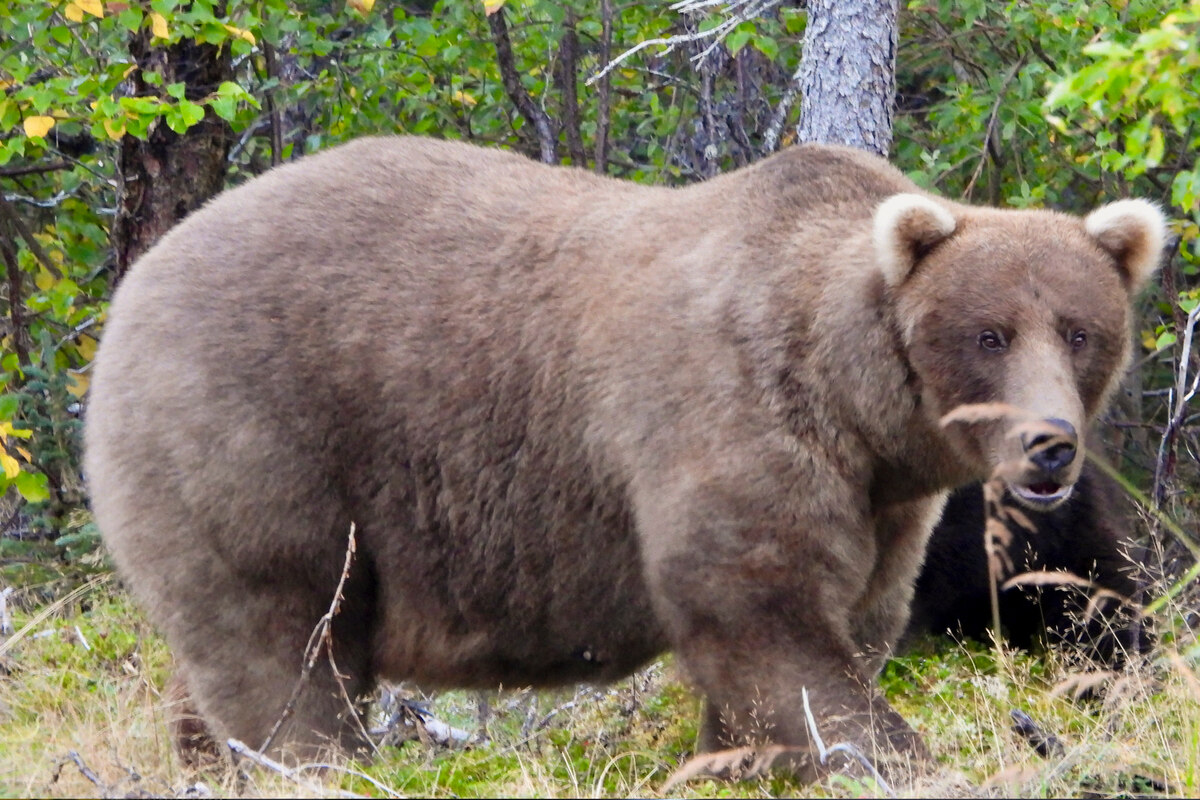 Tragic incident brings her sympathy: brown bear Grazer wins "Fat Bear ...