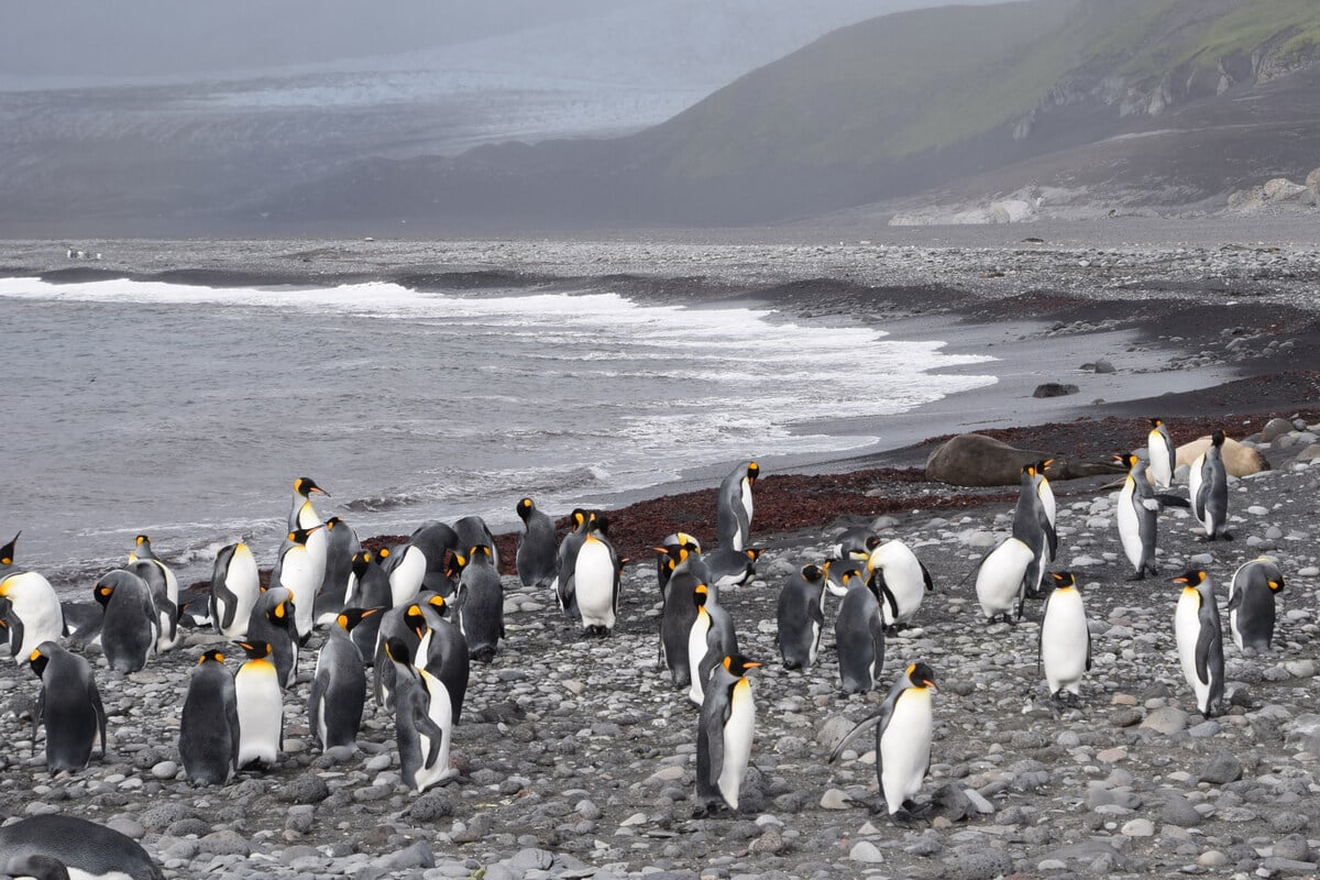 Penguin-filled island hit by Trump tariffs have no trade – but plenty ...