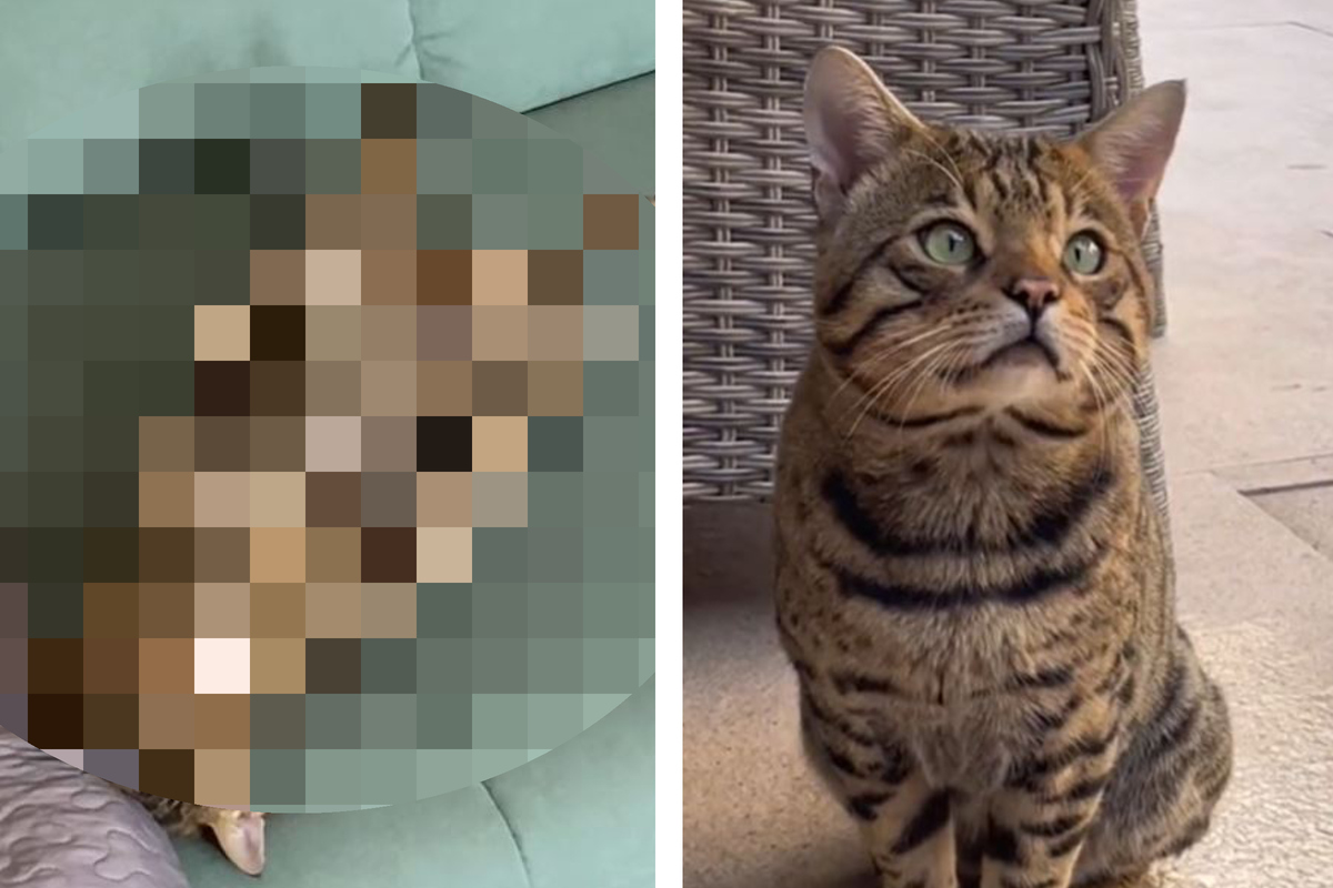 Als Mann sieht, was sein Kater auf dem Sofa tut, zückt er sofort die Kamera