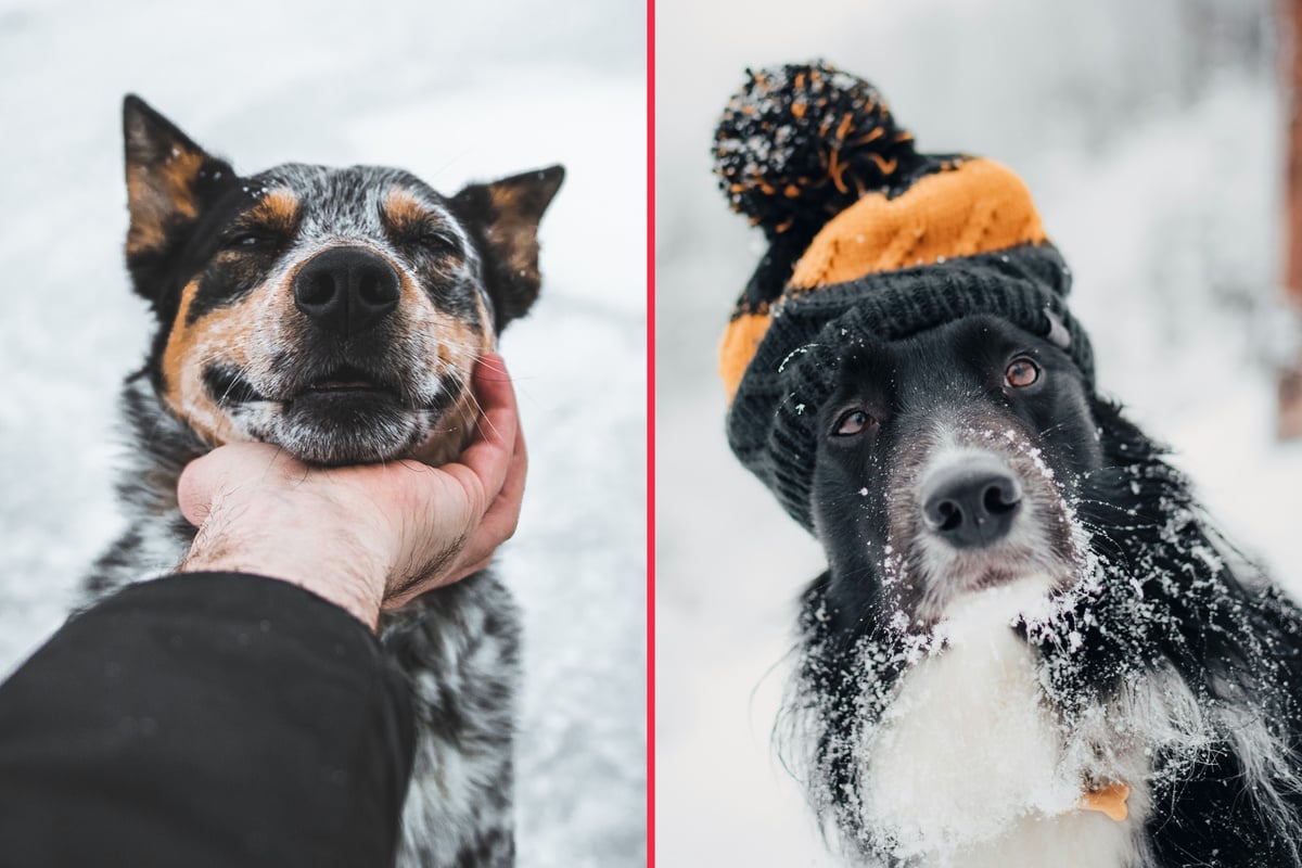 Walking dogs in winter: Pet safety tips