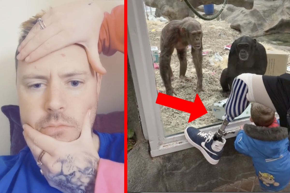 Chimpanzees Astonished by Mans Prosthetic Leg at Colchester Zoo