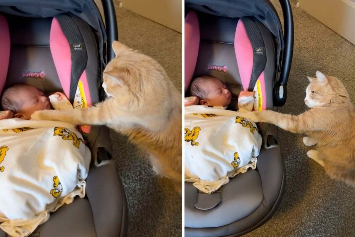 Sweet cat meets newborn sister for the first time – then the bitter ...