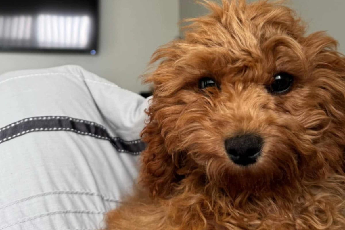 Man takes his fluffy dog to the groomer: when he picks her up, his jaw ...