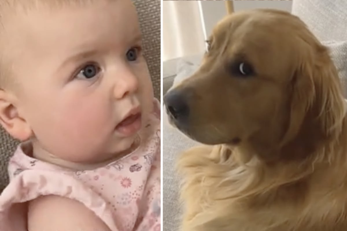 Dog is seen "training the little human" to give back scratches in ...