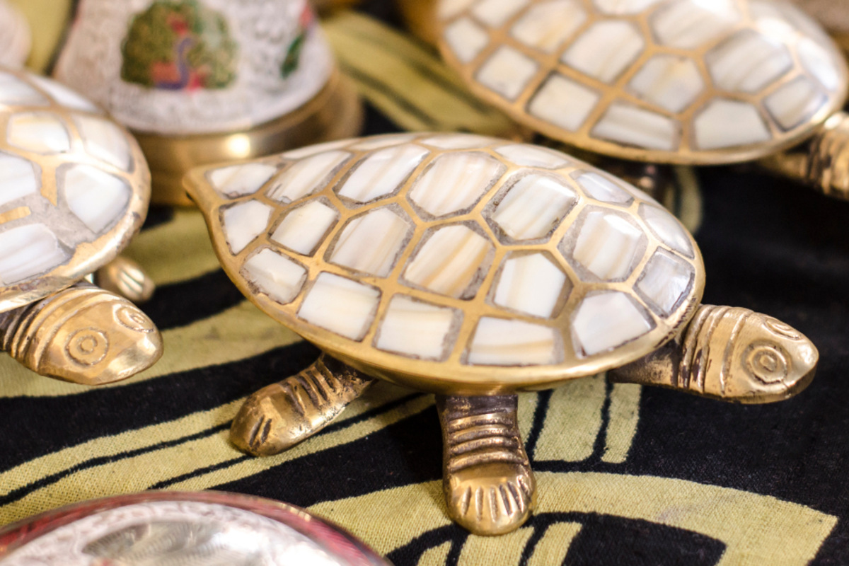 Turtle born with golden shell is worshipped as a goddess