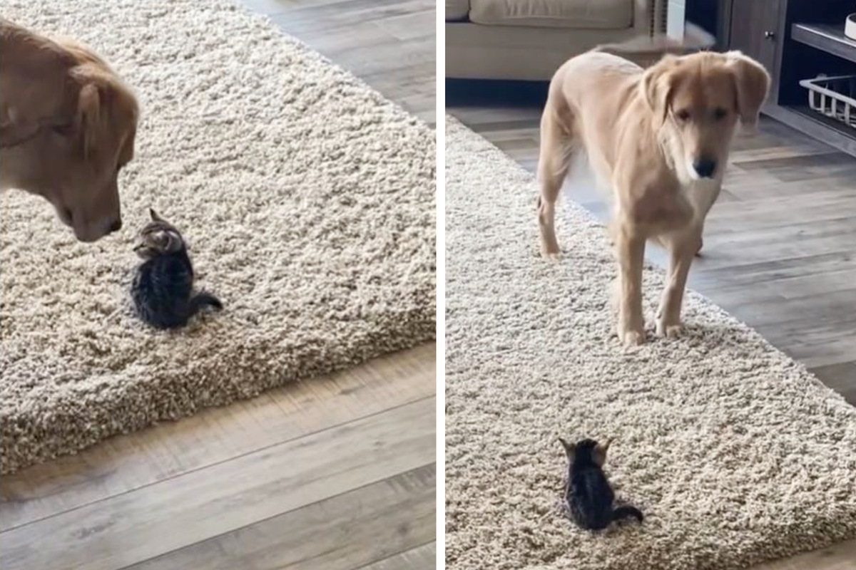 Golden retriever has a hilarious reaction to meeting a tiny kitten! Golden retriever has a hilarious reaction to meeting a tiny kitten!