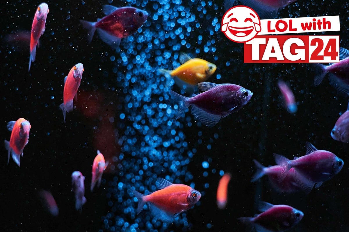 Joke of the Day for April 30, 2024: Get your funny on