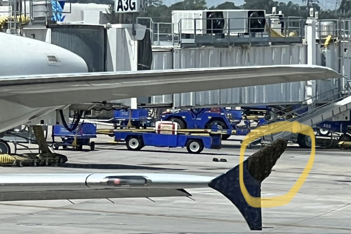 Swarm of bees makes Houston airport staff bug out after delaying flight ...