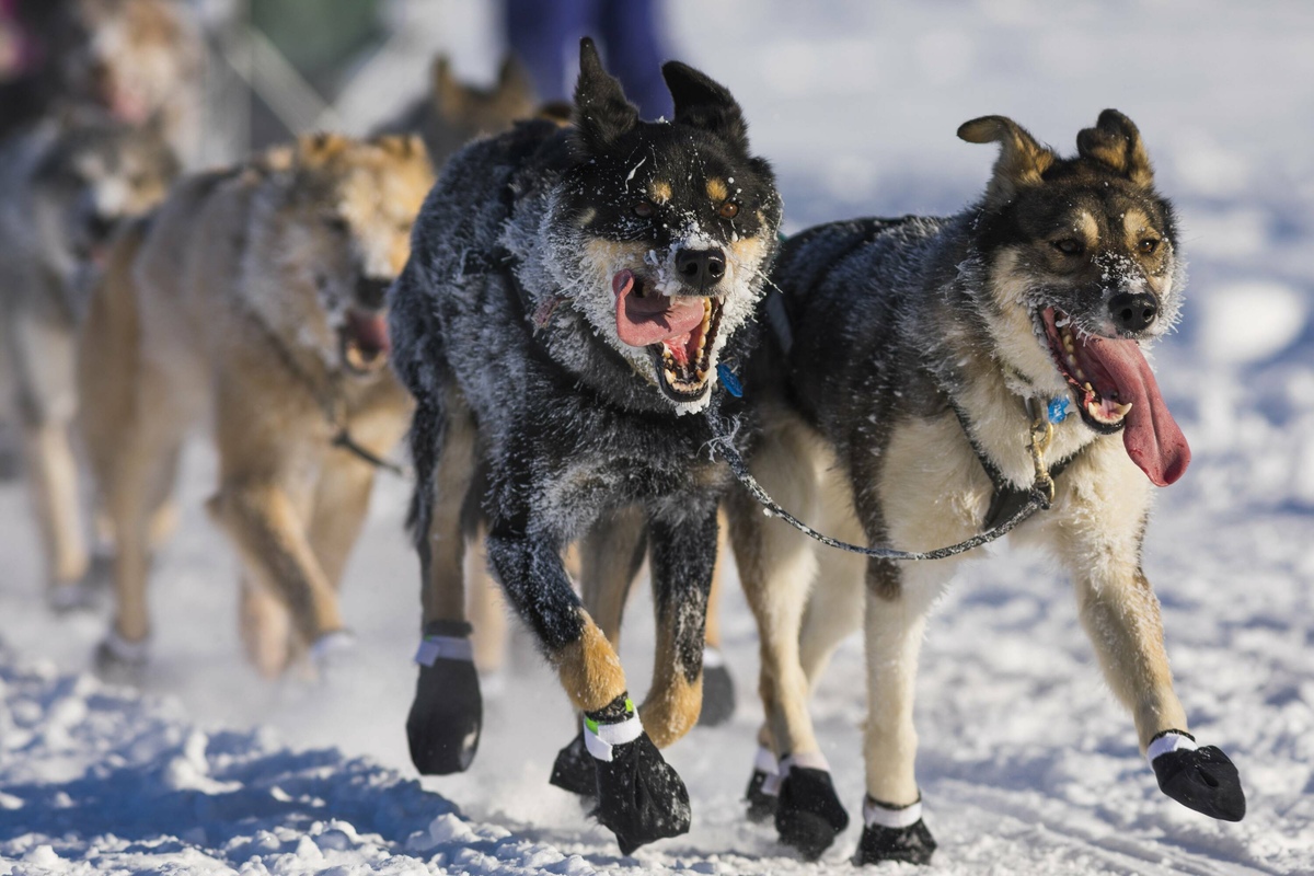 The world's toughest dog sled race has begun – and Covid will make it ...