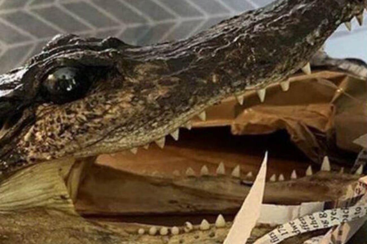 Horrible haul: police find shocking stash of illegal animal trophies