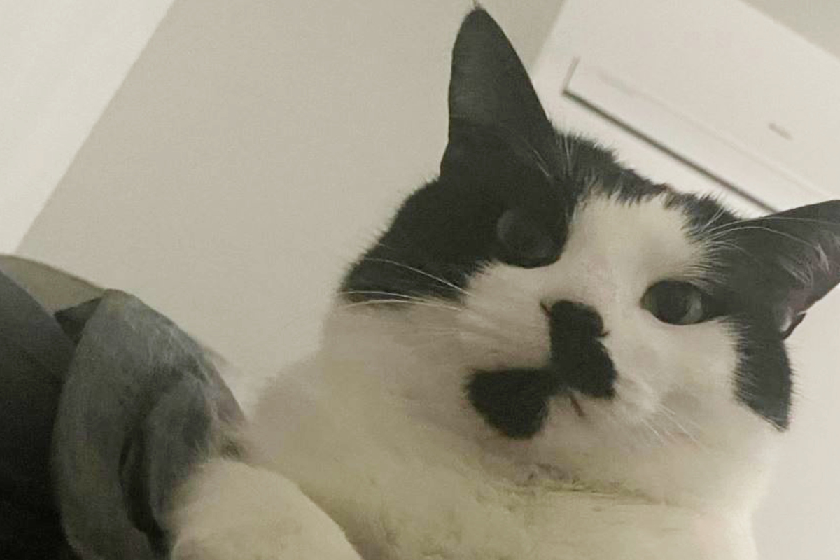 Cat gives Reddit user a hilariously rude awakening after he makes a big ... Cat gives Reddit user a hilariously rude awakening after he makes a big ...