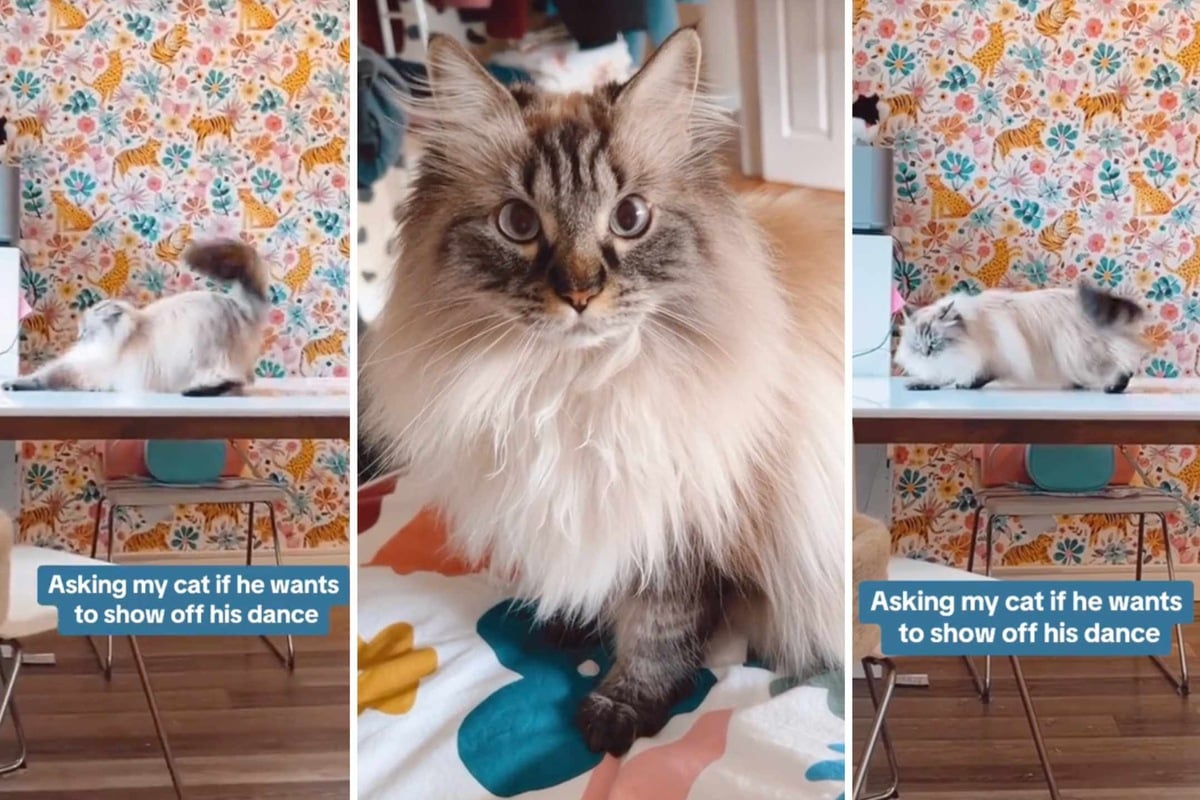 Cat moonwalk dances his way straight into TikTokers' hearts!
