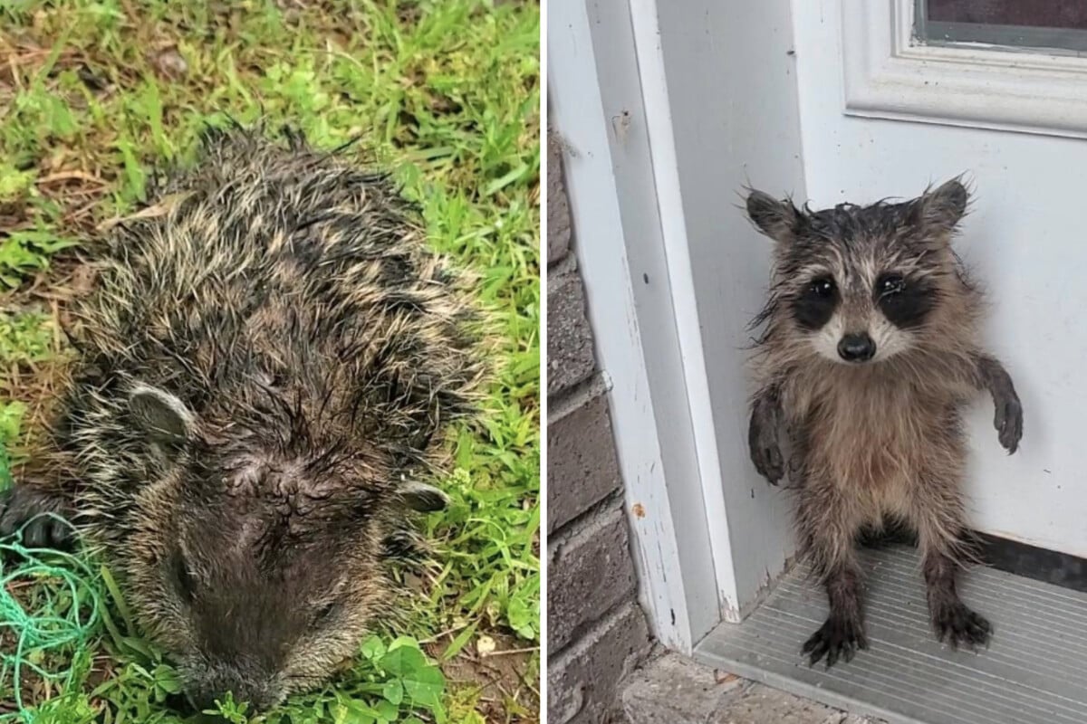 Terrified baby raccoon begs for help on doorstep as second animal ...