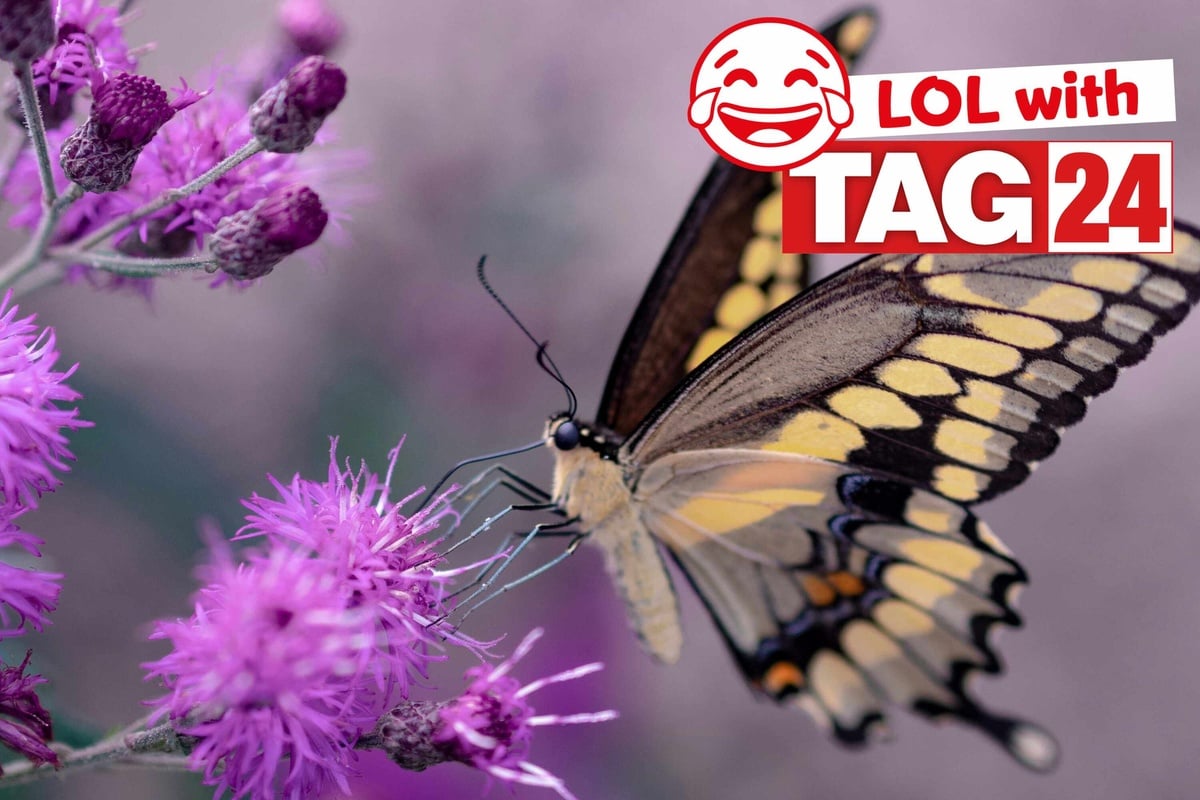 Joke of the Day for July 24, 2024: The best jokes to get your funny on