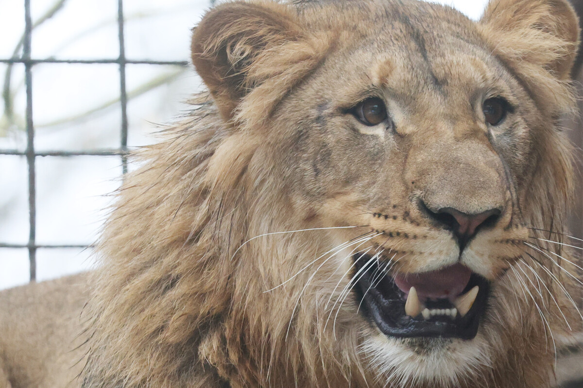 Tierpark Gera hat wieder ein Löwenmännchen