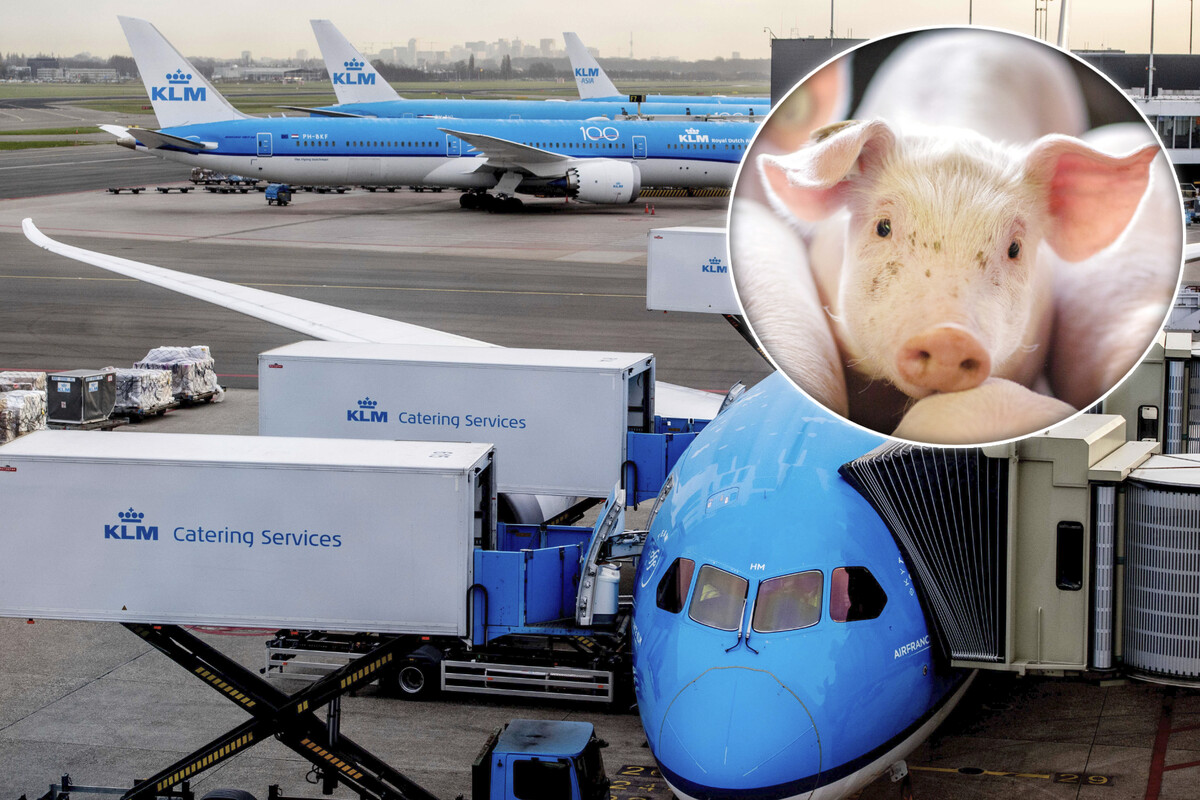 Plane has to make an emergency landing on a small island: The reason is ...