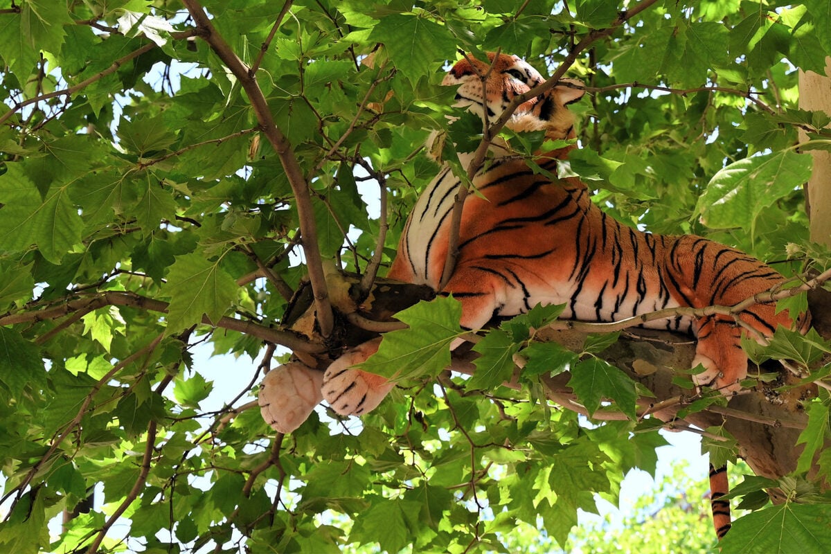 Großwildjagd in Leipzig? Ein Plüsch-Tiger sorgt für Aufsehen im Stadtgebiet