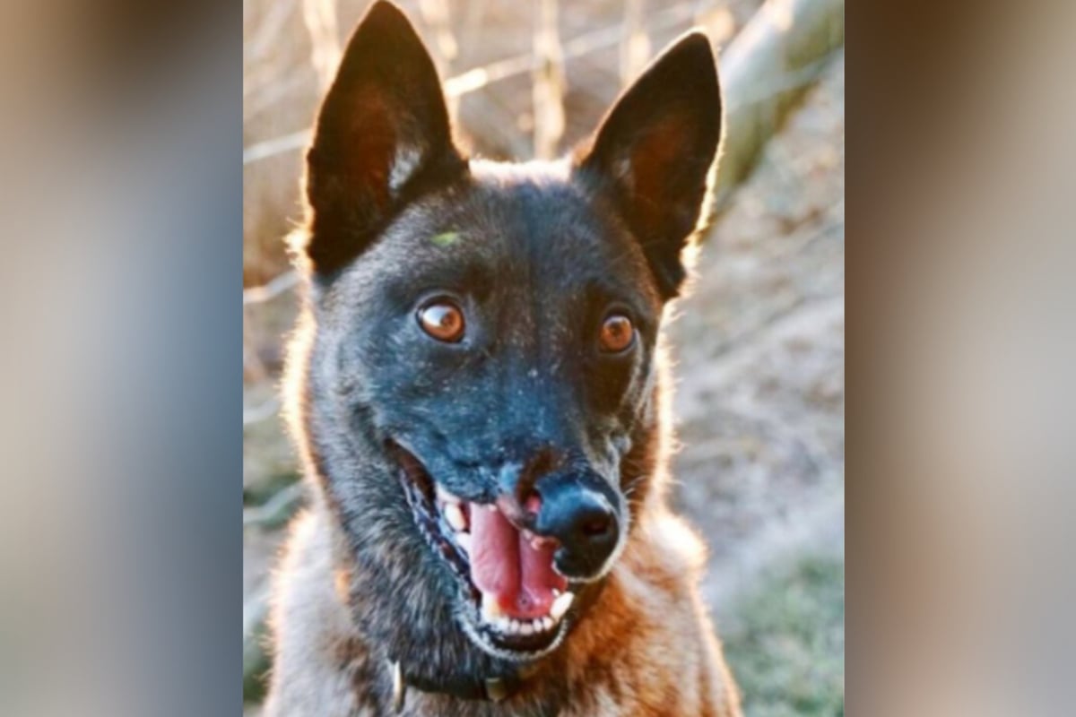 Disfigured dog inspires thousands with his story of survival