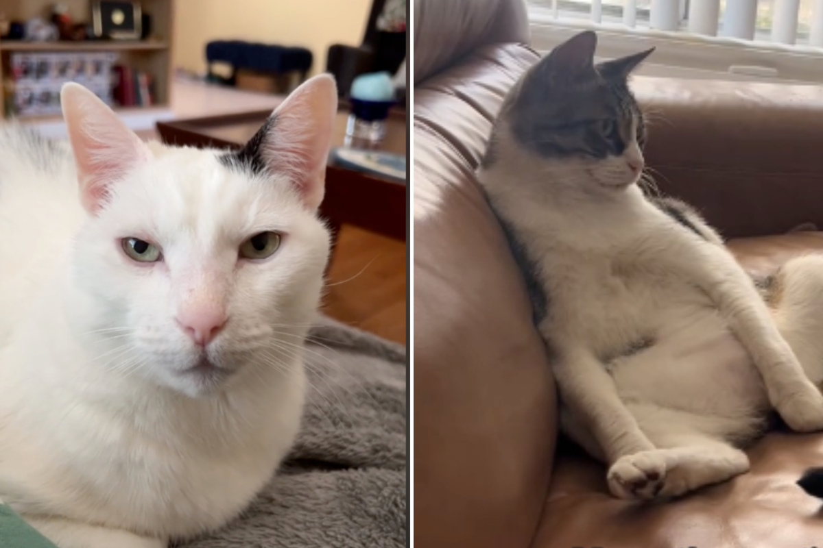 Cats react to JD Vance's "childless cat ladies" dig – and they're not ...