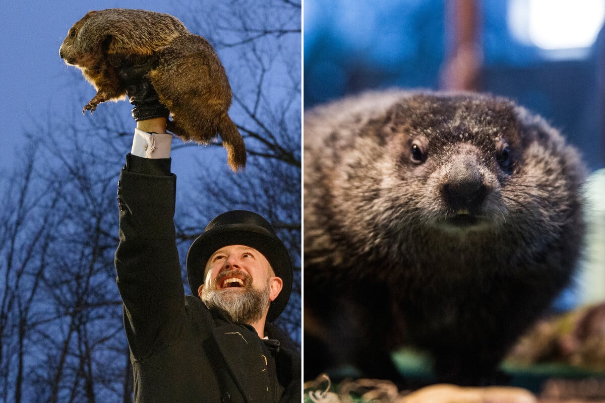 Punxsutawney Phil or Staten Island Chuck? Scientists choose Groundhog ...