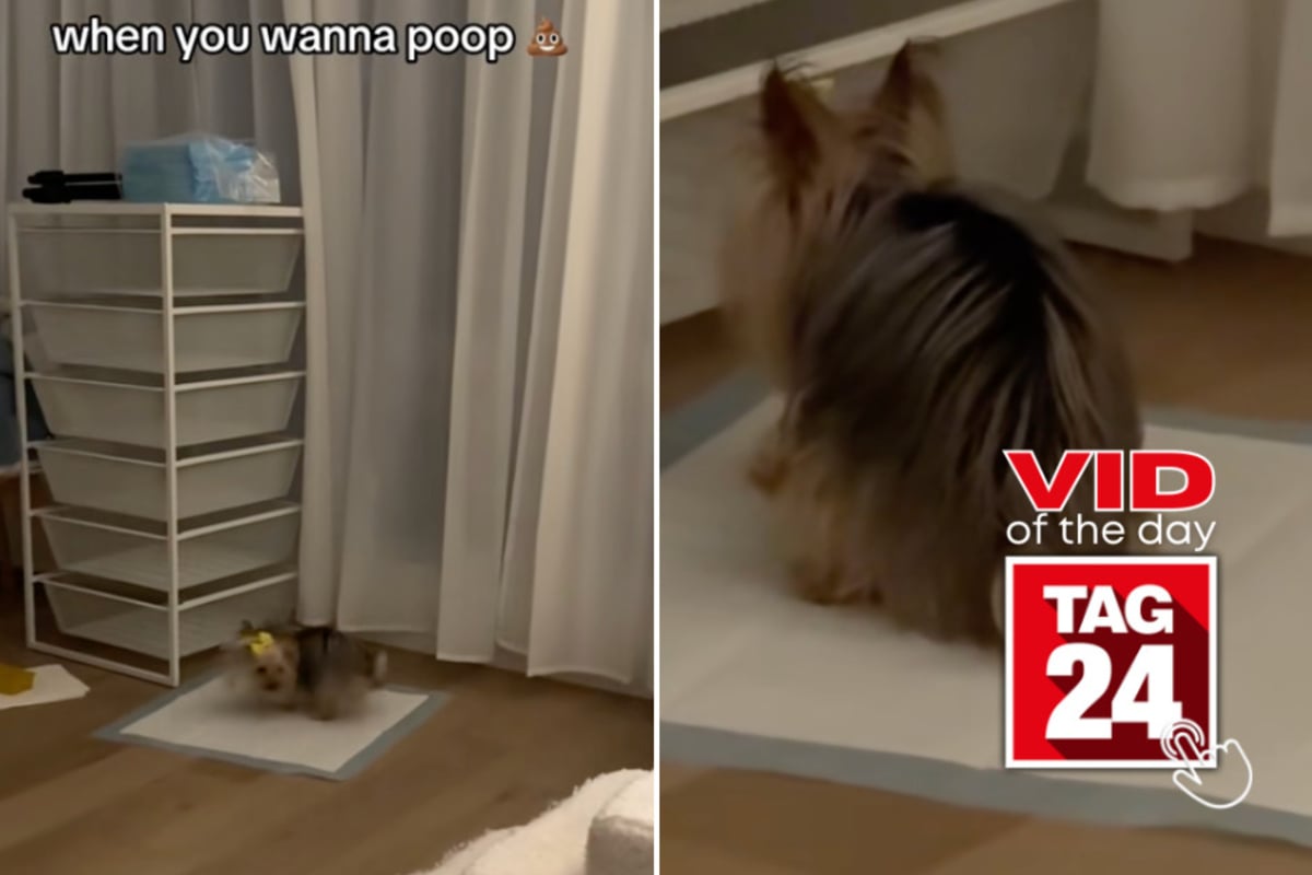 Viral Video of the Day for May 23, 2025: Dog's hilarious potty routine ...