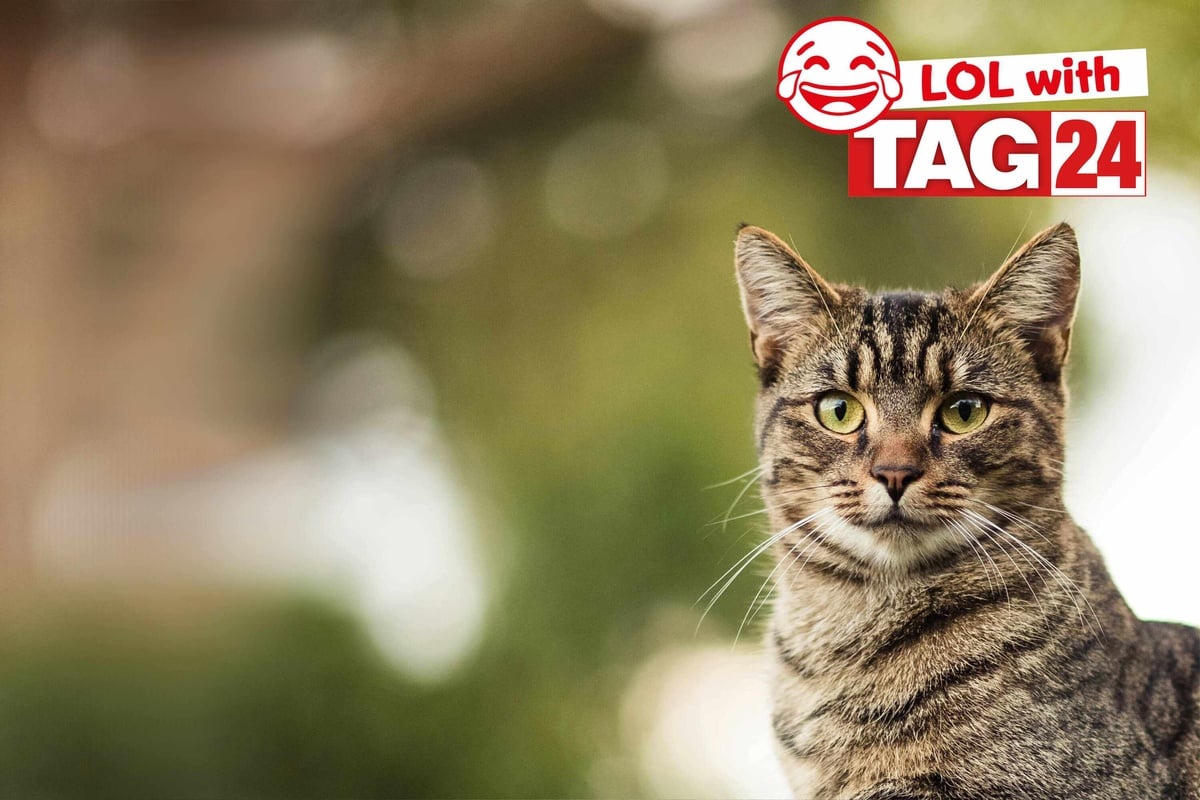 Joke of the Night for May 18, 2024: The best jokes to laugh Caturday ...