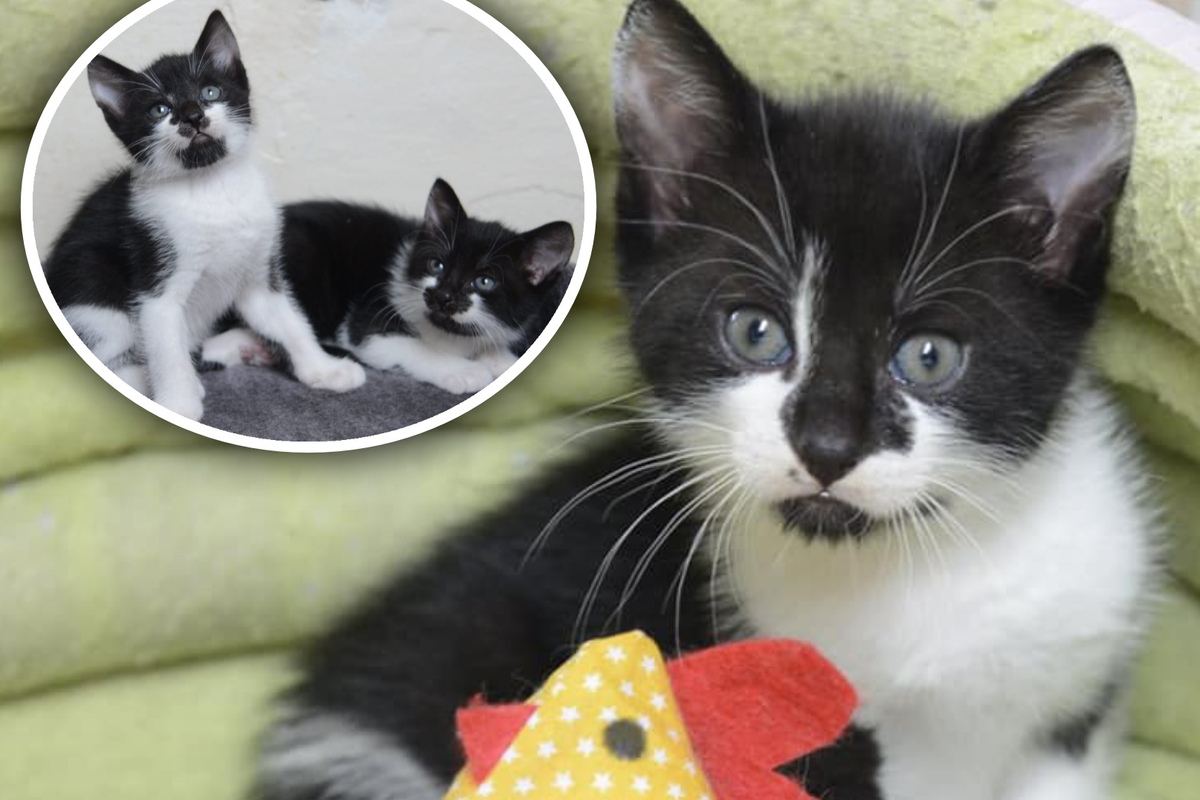 Wilde Kitten-Crew auf Familien-Suche: Wer kümmert sich um die Katzen ...