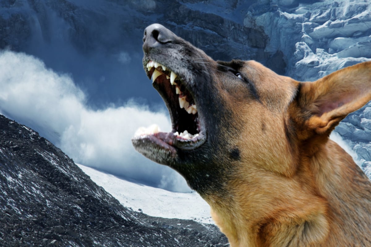 Hikers buried by avalanche saved by their canine companions