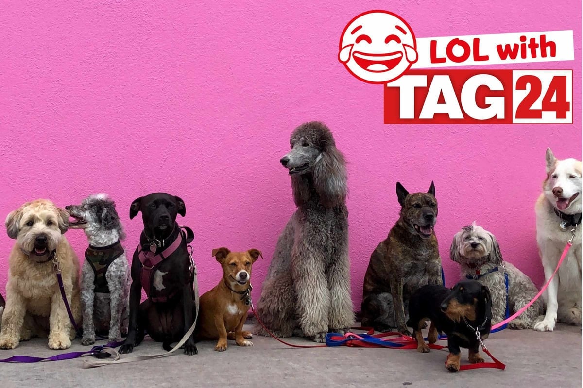 Joke of the Day for July 22, 2025: A dog joke to get your funny on