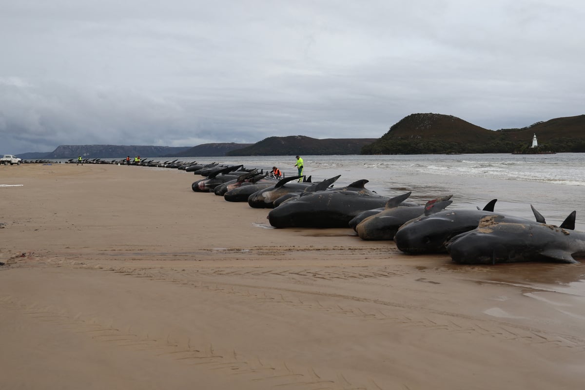 Over 100 pilot whales stranded on beach as biologists race to rescue