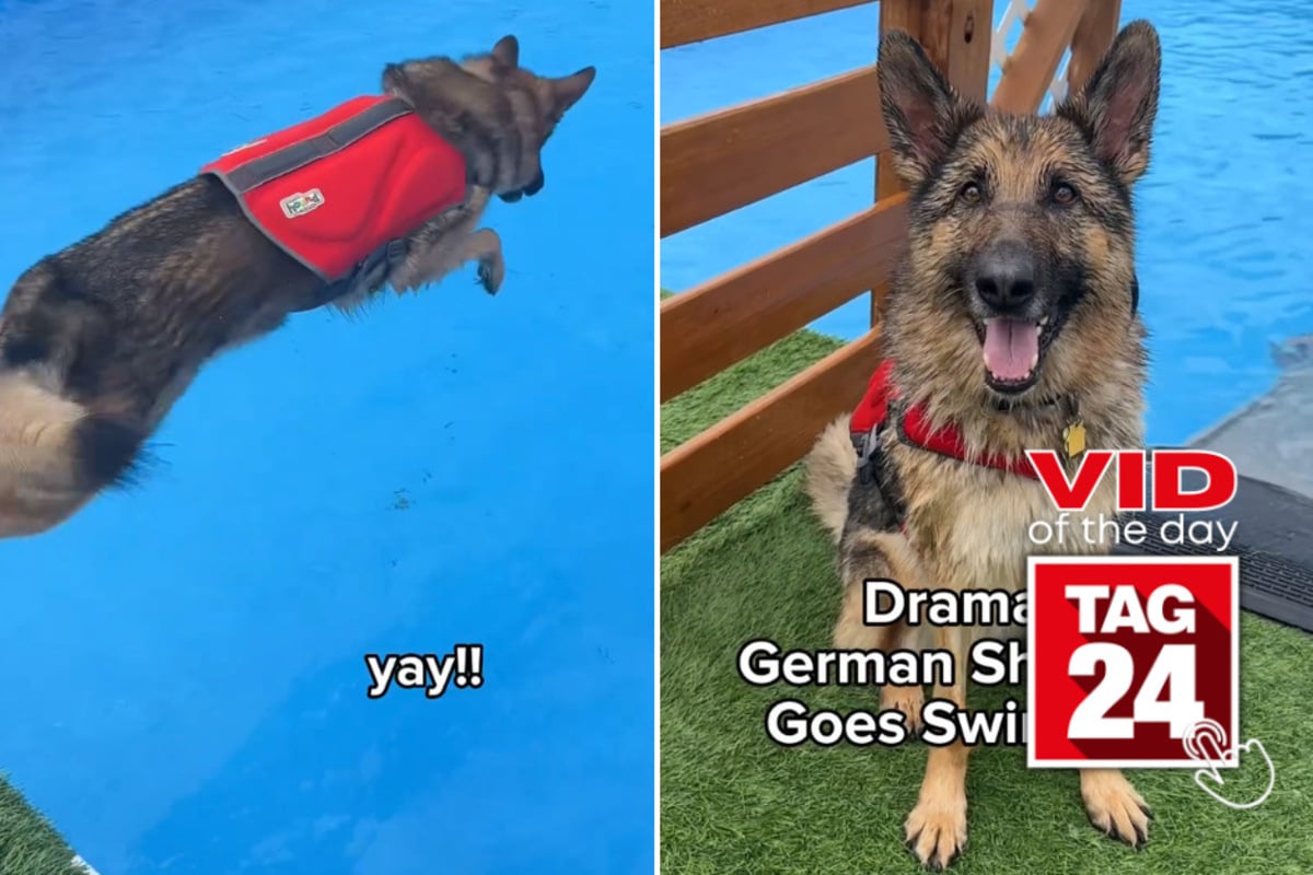 Viral Video of the Day for June 5, 2023: Best boy Benson takes a dramatic dive!