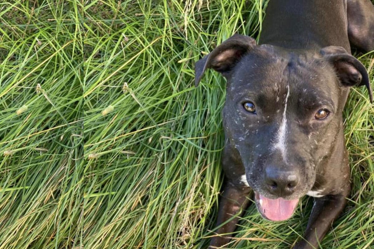 Scarred dog rescued from fighting ring needs lots of love to heal