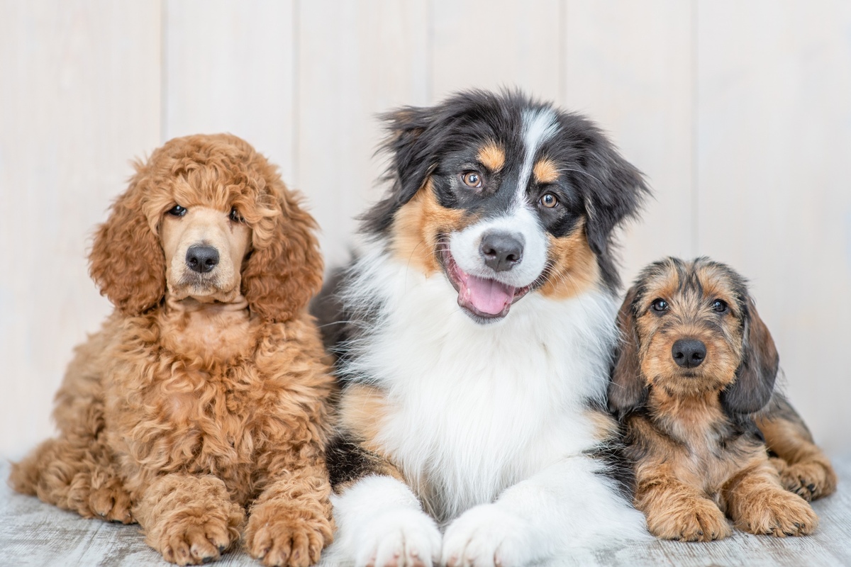 S e Hunde Die Top 10 Der S esten Hunderassen