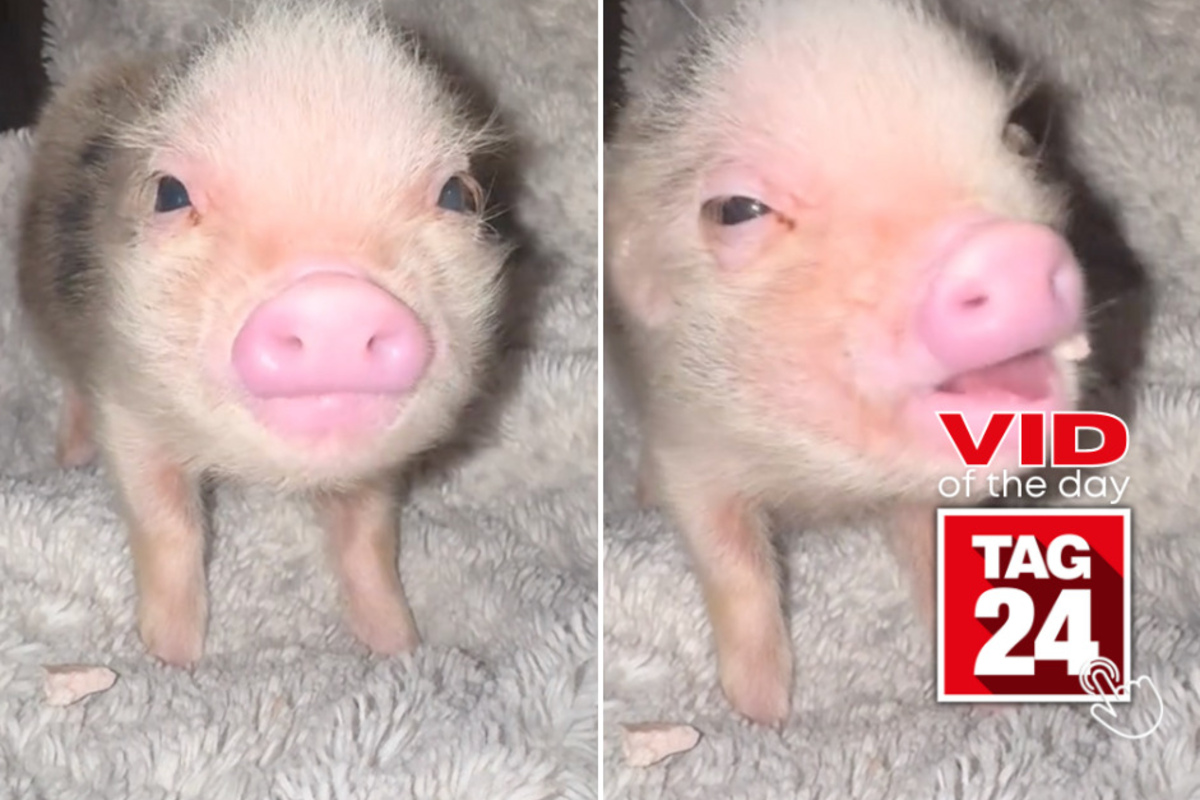 Viral Video of the Day for May 25, 2024: Mini pig gives epic crunches ...