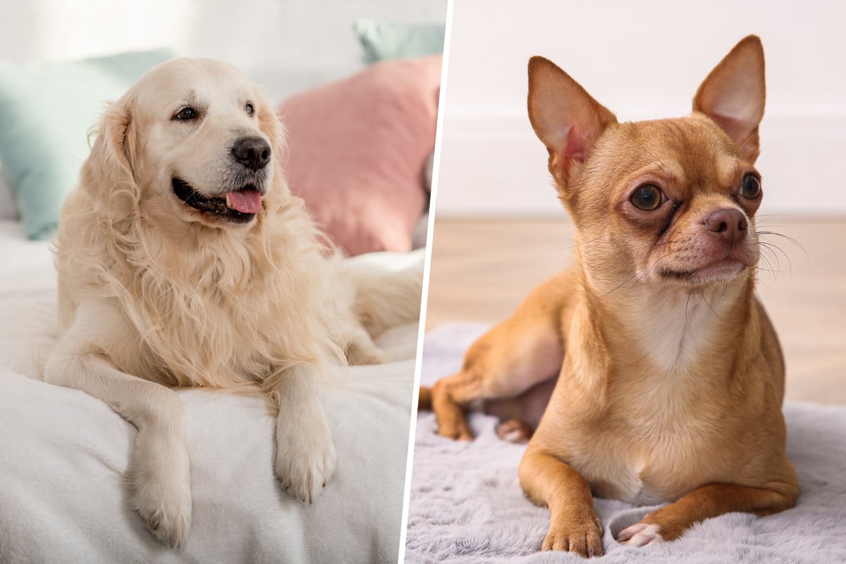 Golden Retriever und Chihuahua sind seine Eltern: So sieht der Golden ...